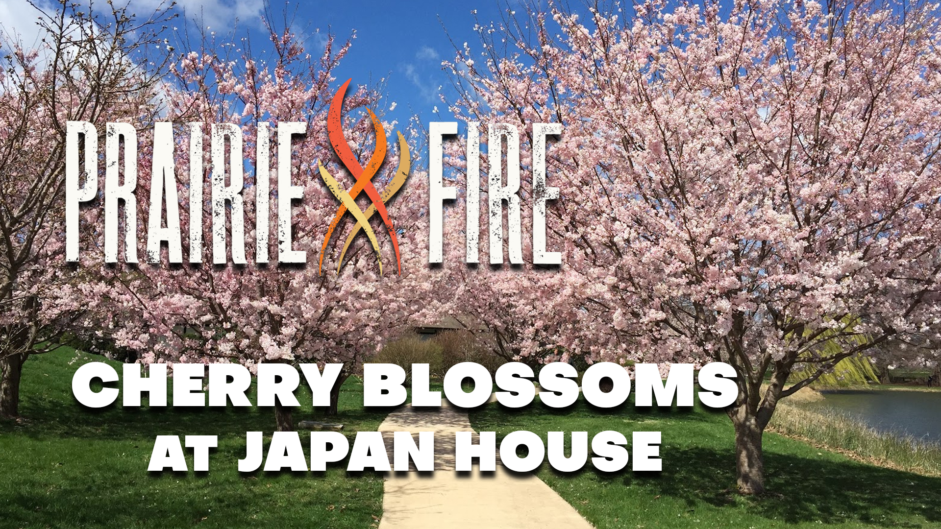 Cherry Blossoms at Japan House | Prairie Fire | Illinois Public Media