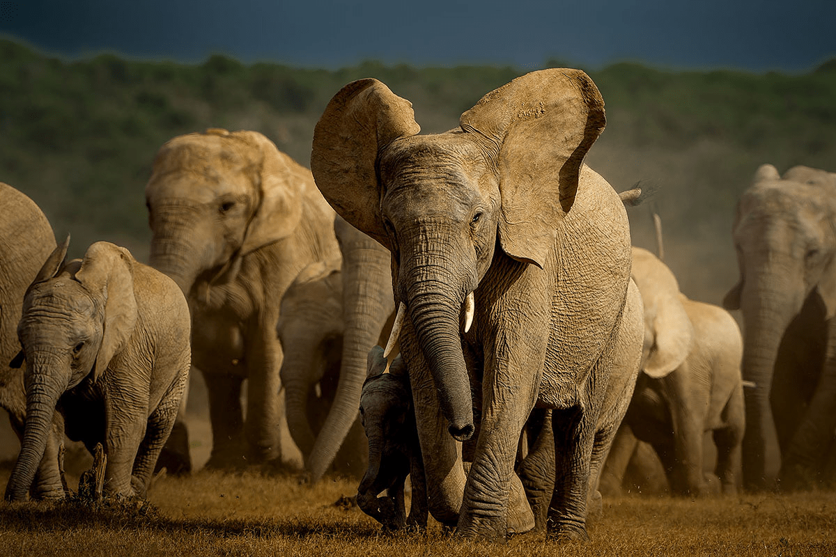 U of I researchers implement new elephant DNA collection technique ...