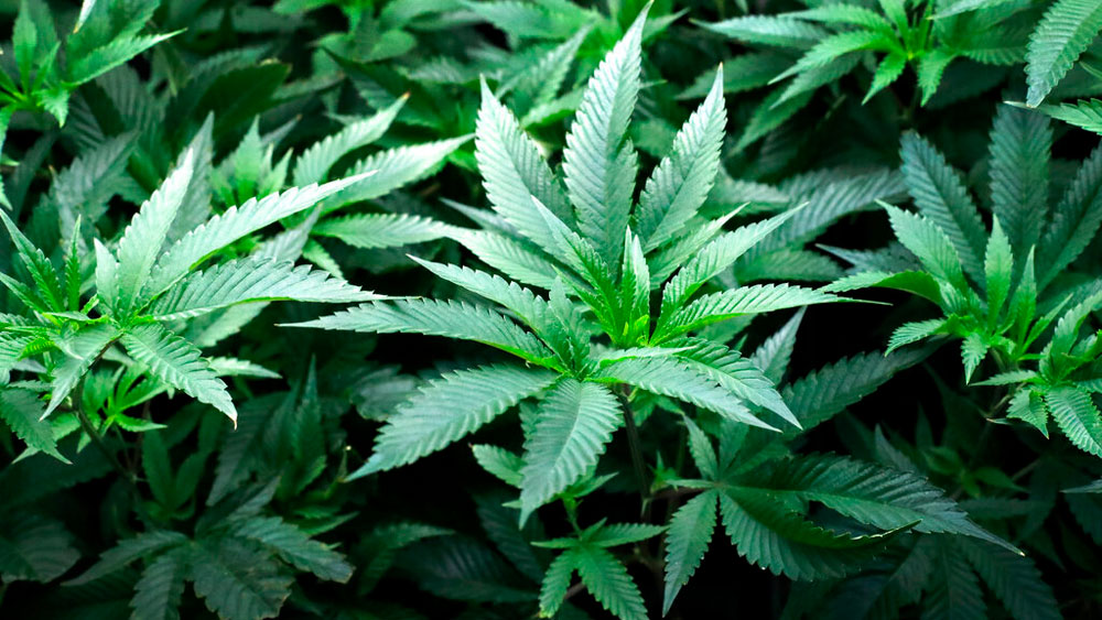 Where does Illinois’ cannabis industry stand? | The 21st Show ...