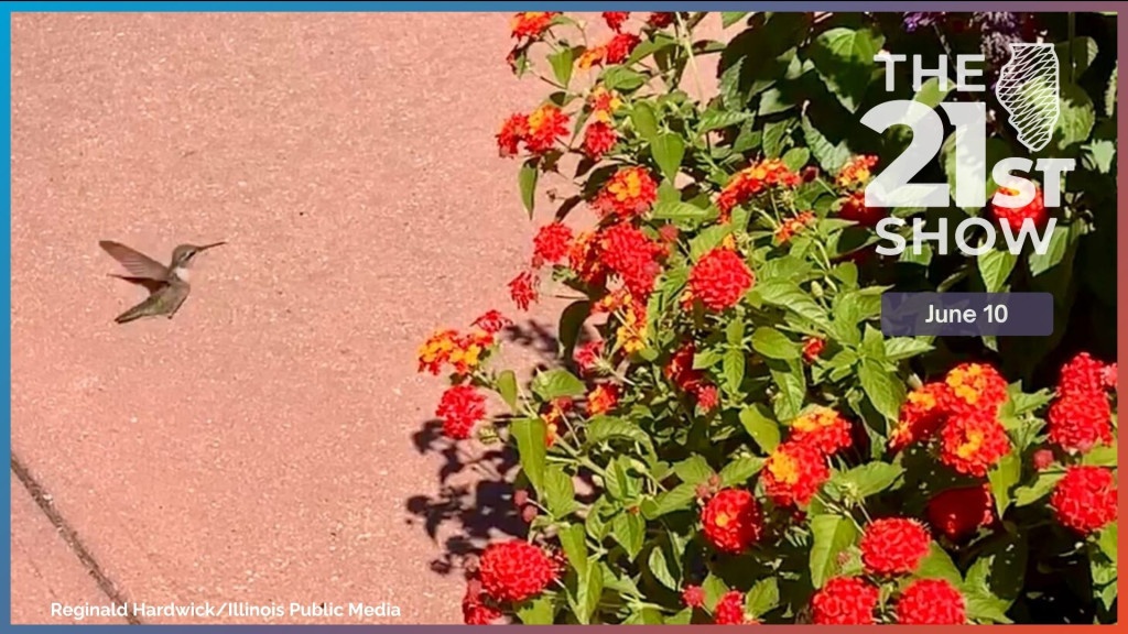 What to know about Pollinator Week | The 21st Show | Illinois Public Media