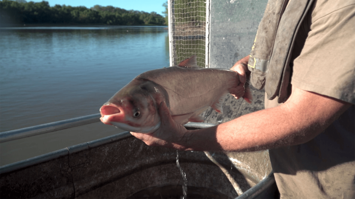 Has Illinois’ copi rebrand helped curb invasive carp? | The 21st Show ...